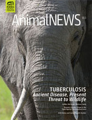 AnimalNEWS Archives | Morris Animal Foundation