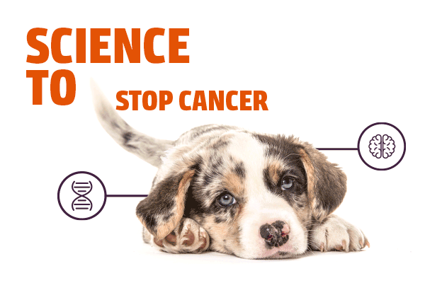 Science to Save Dogs | Morris Animal Foundation