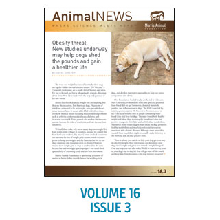AnimalNEWS Archives | Morris Animal Foundation