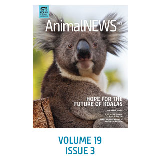 AnimalNEWS Archives | Morris Animal Foundation