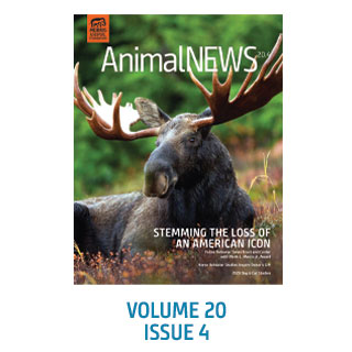 AnimalNEWS Archives | Morris Animal Foundation