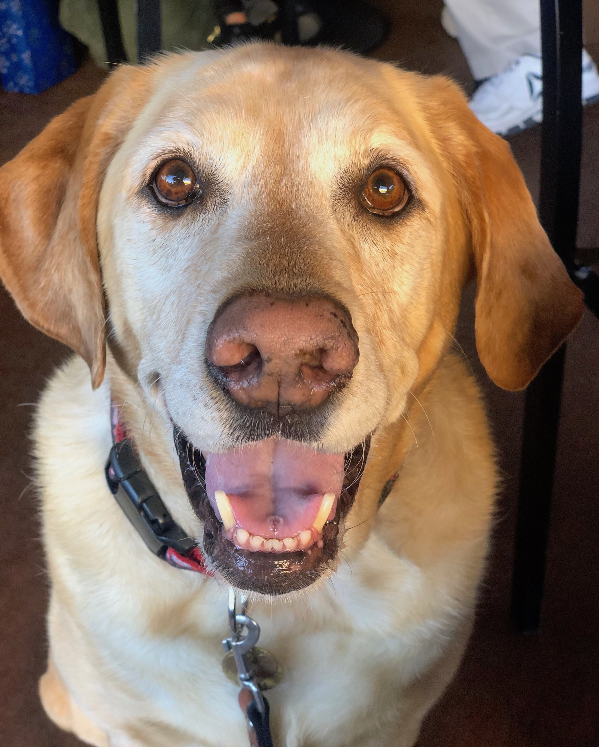 LUCY's Online Pet Memorial | Morris Animal Foundation