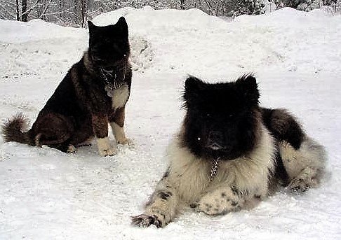 Kato and F's Online Pet Memorial | Morris Animal Foundation