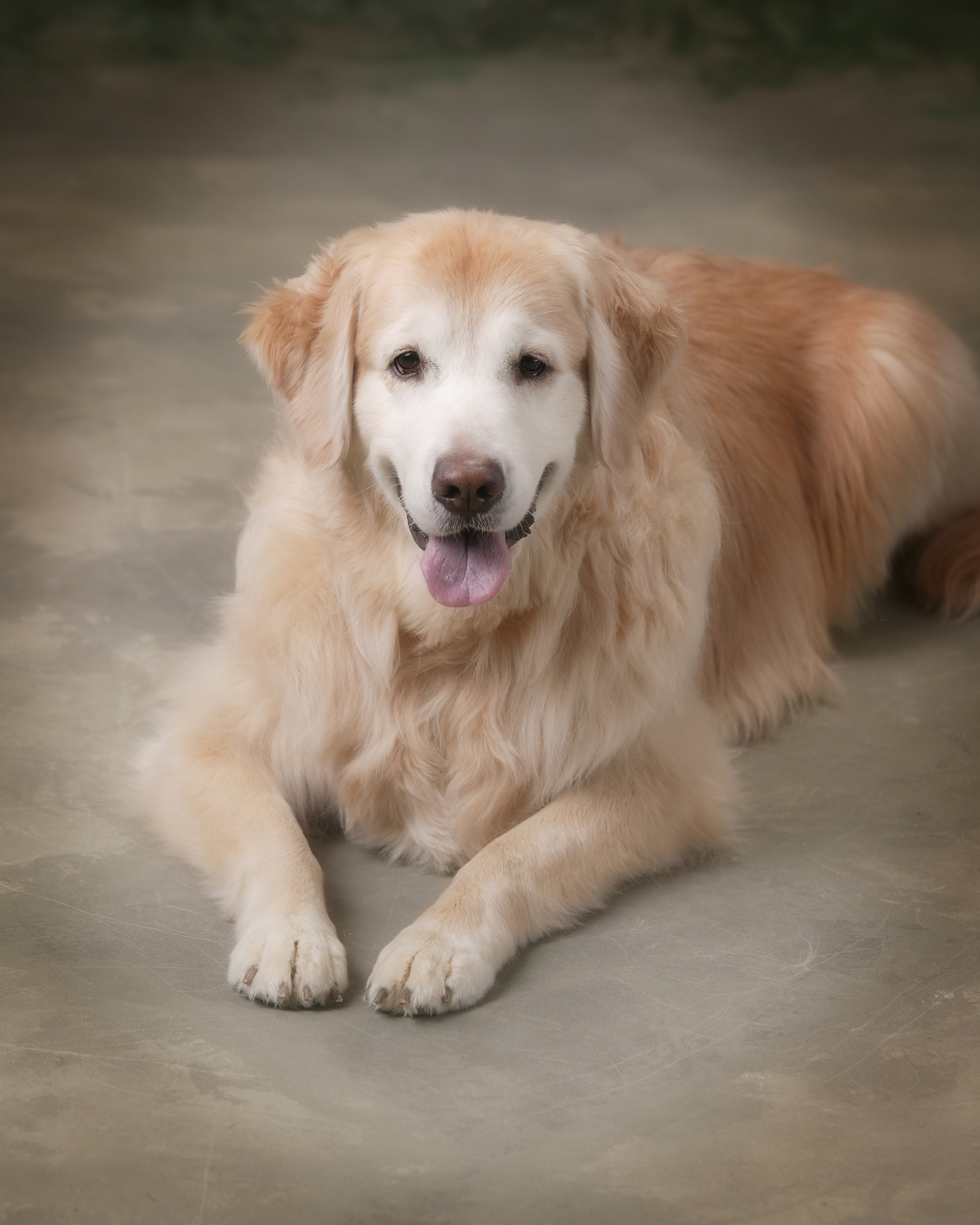 Sierra's Online Pet Memorial | Morris Animal Foundation