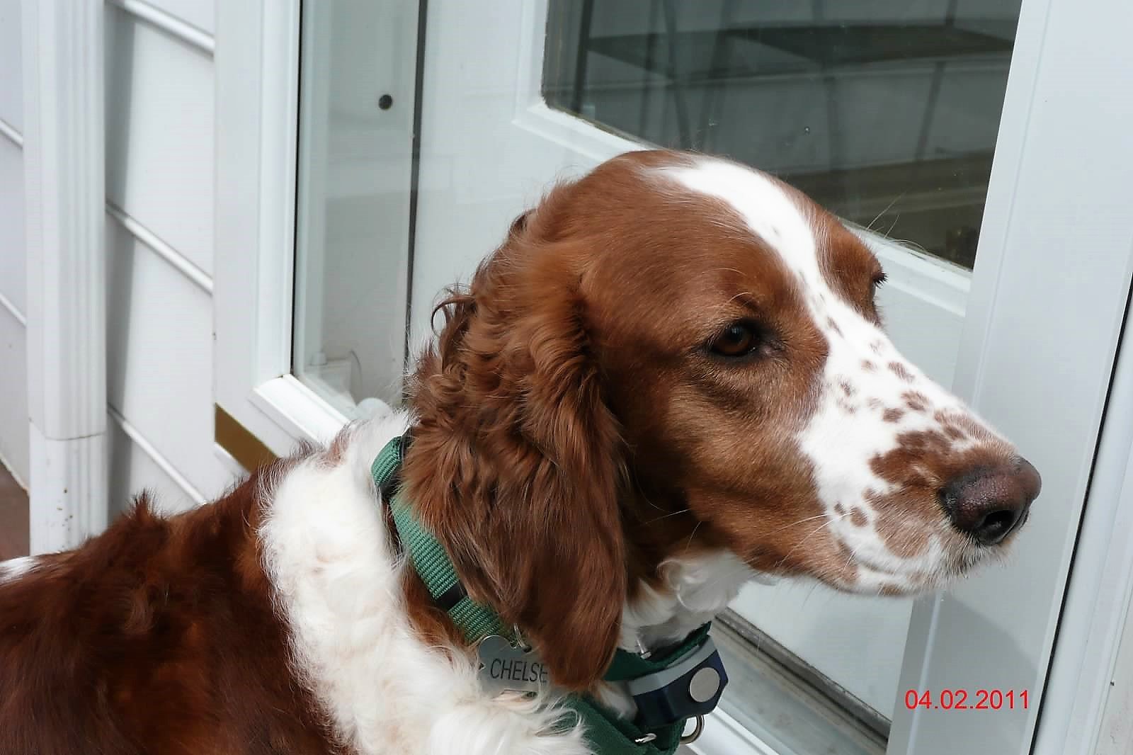 Chelsey's Online Pet Memorial | Morris Animal Foundation