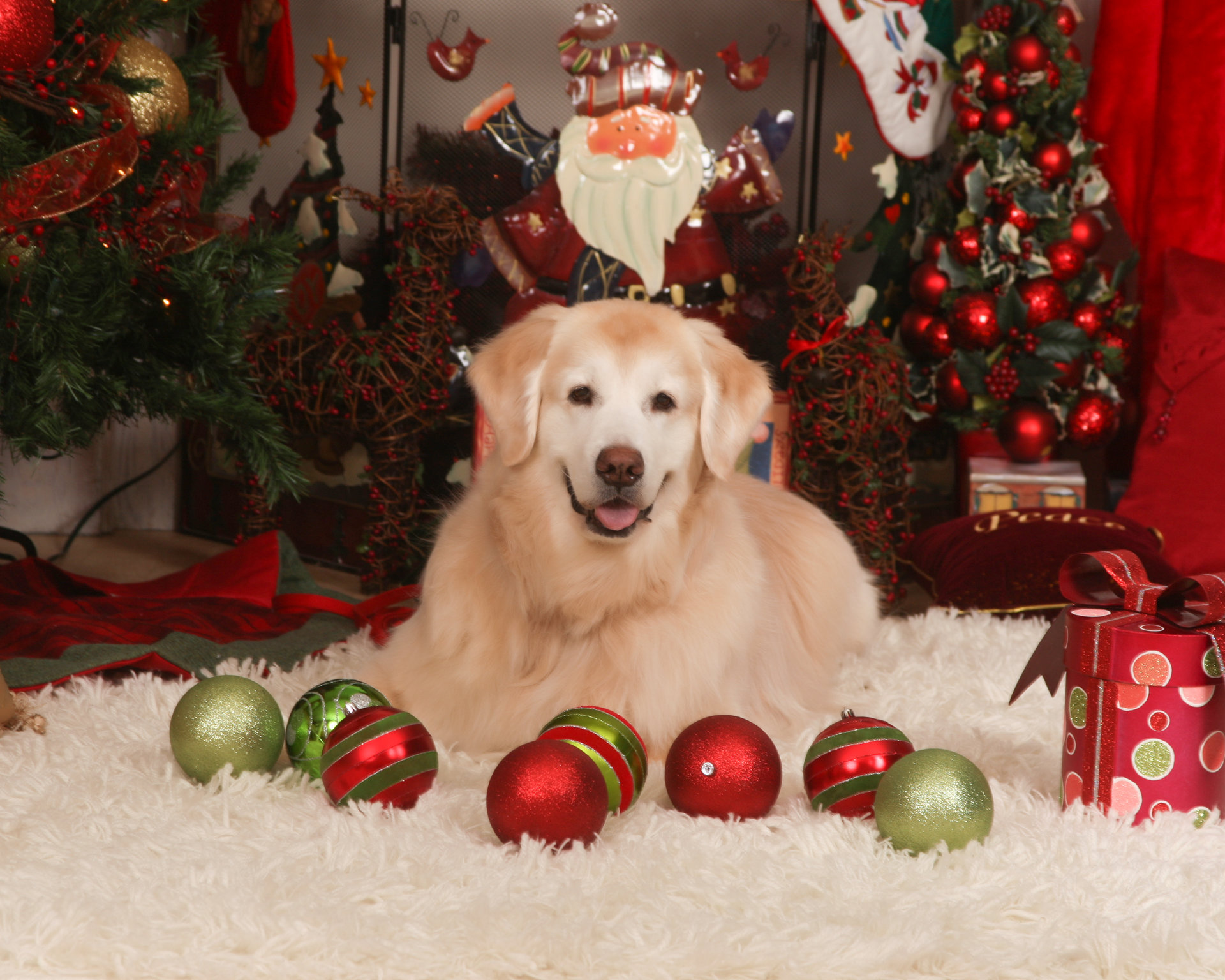 Sierra Brooke's Online Pet Memorial | Morris Animal Foundation