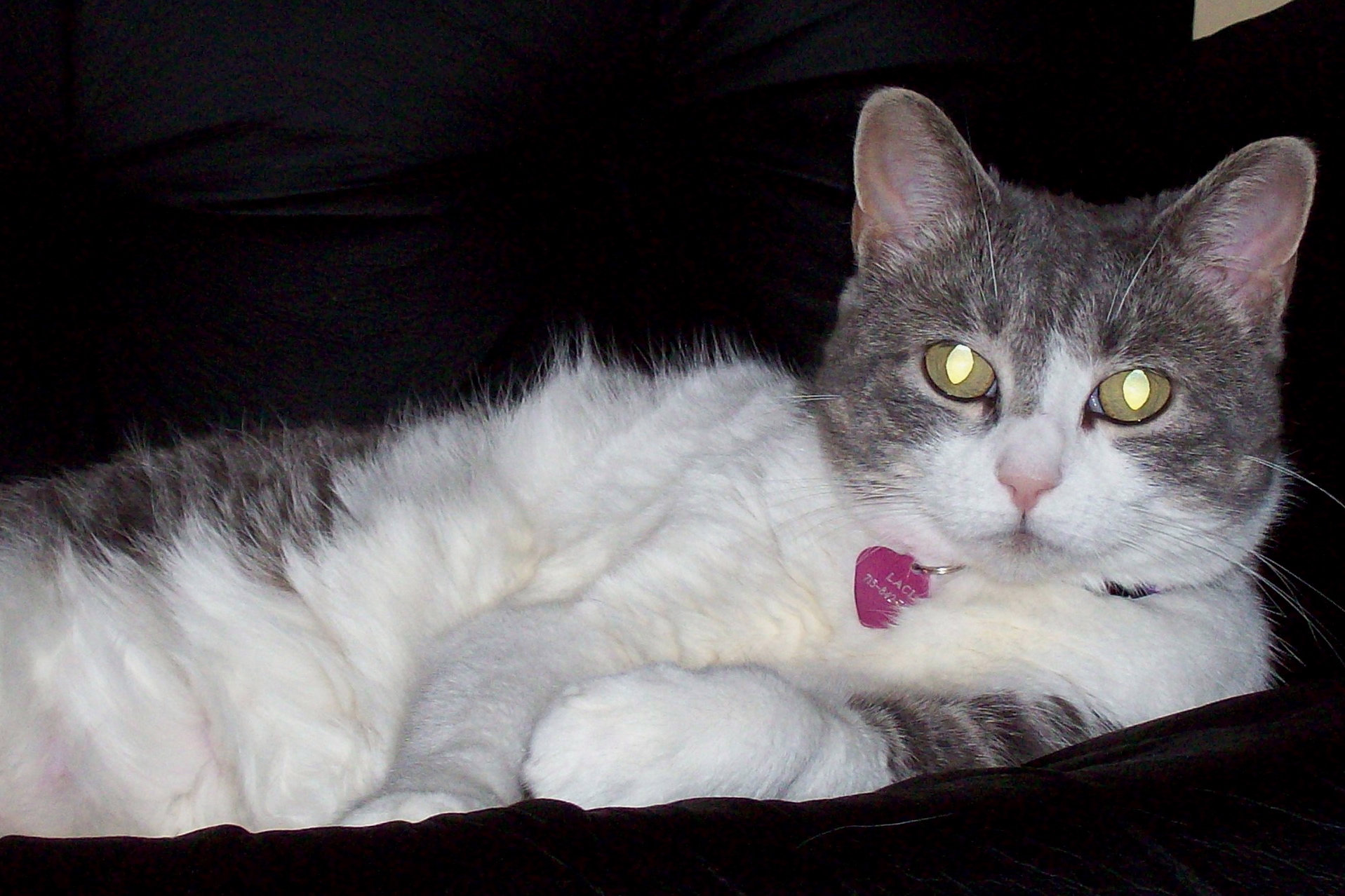 Laci's Online Pet Memorial | Morris Animal Foundation