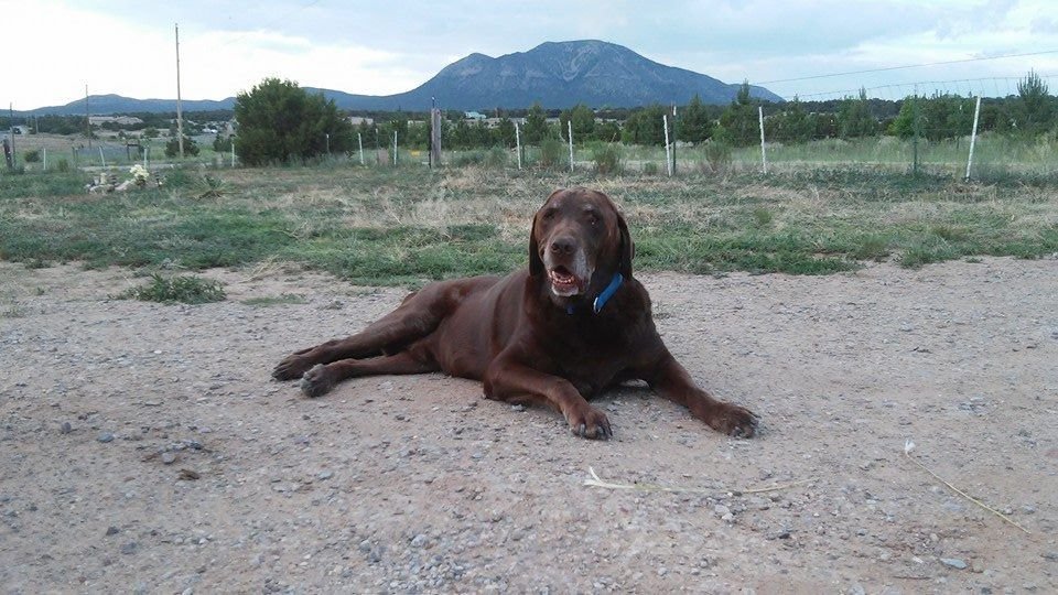 MOSHE LOVE ~ (CODY JACOB'S SON) MARCH's Online Pet Memorial | Morris ...