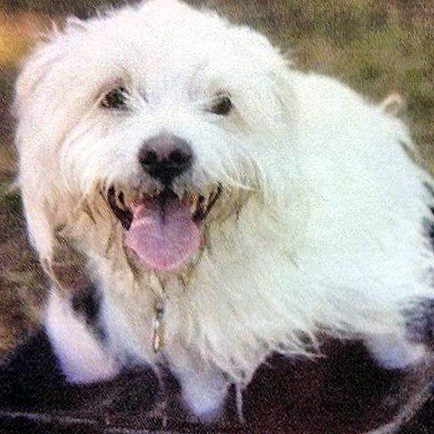 Benny's Online Pet Memorial | Morris Animal Foundation