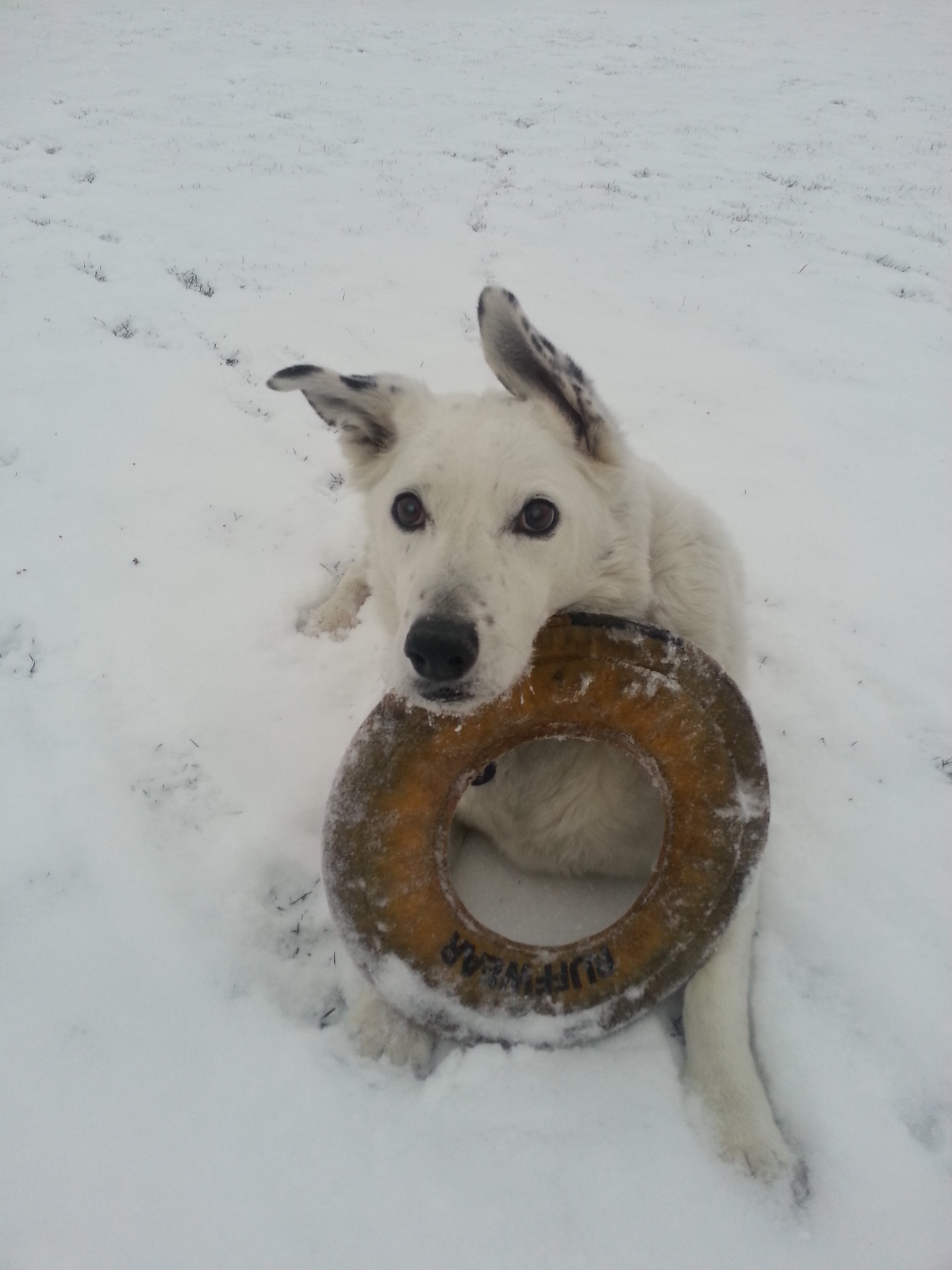 Glacier's Online Pet Memorial | Morris Animal Foundation