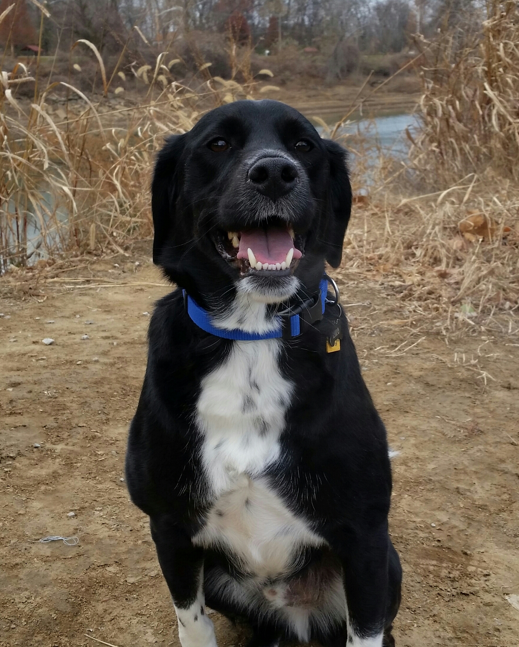 Liko's Online Pet Memorial | Morris Animal Foundation
