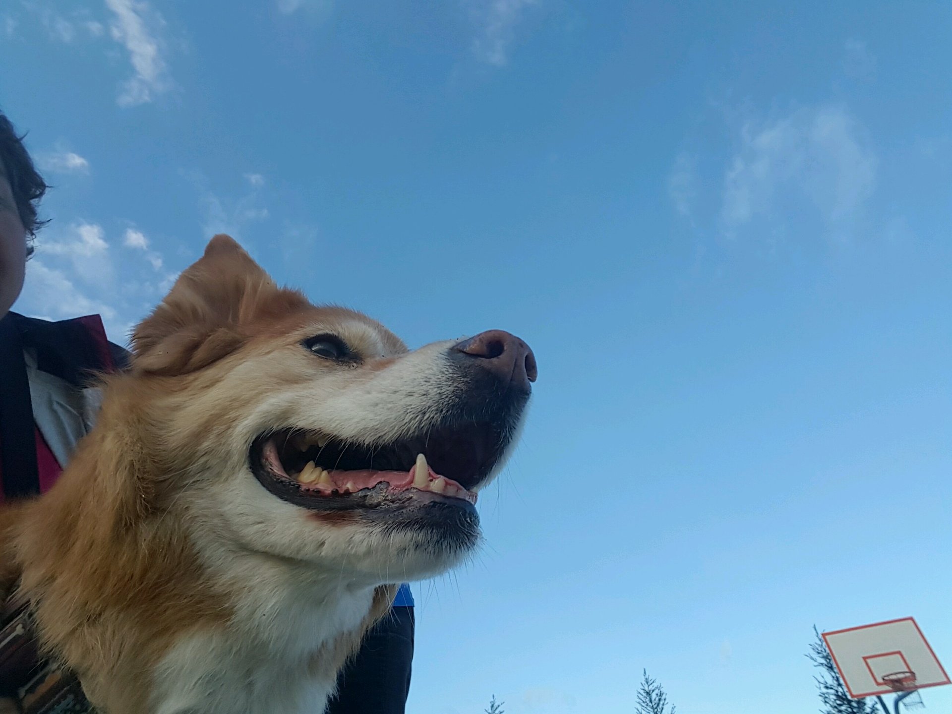 Sheena's Online Pet Memorial | Morris Animal Foundation