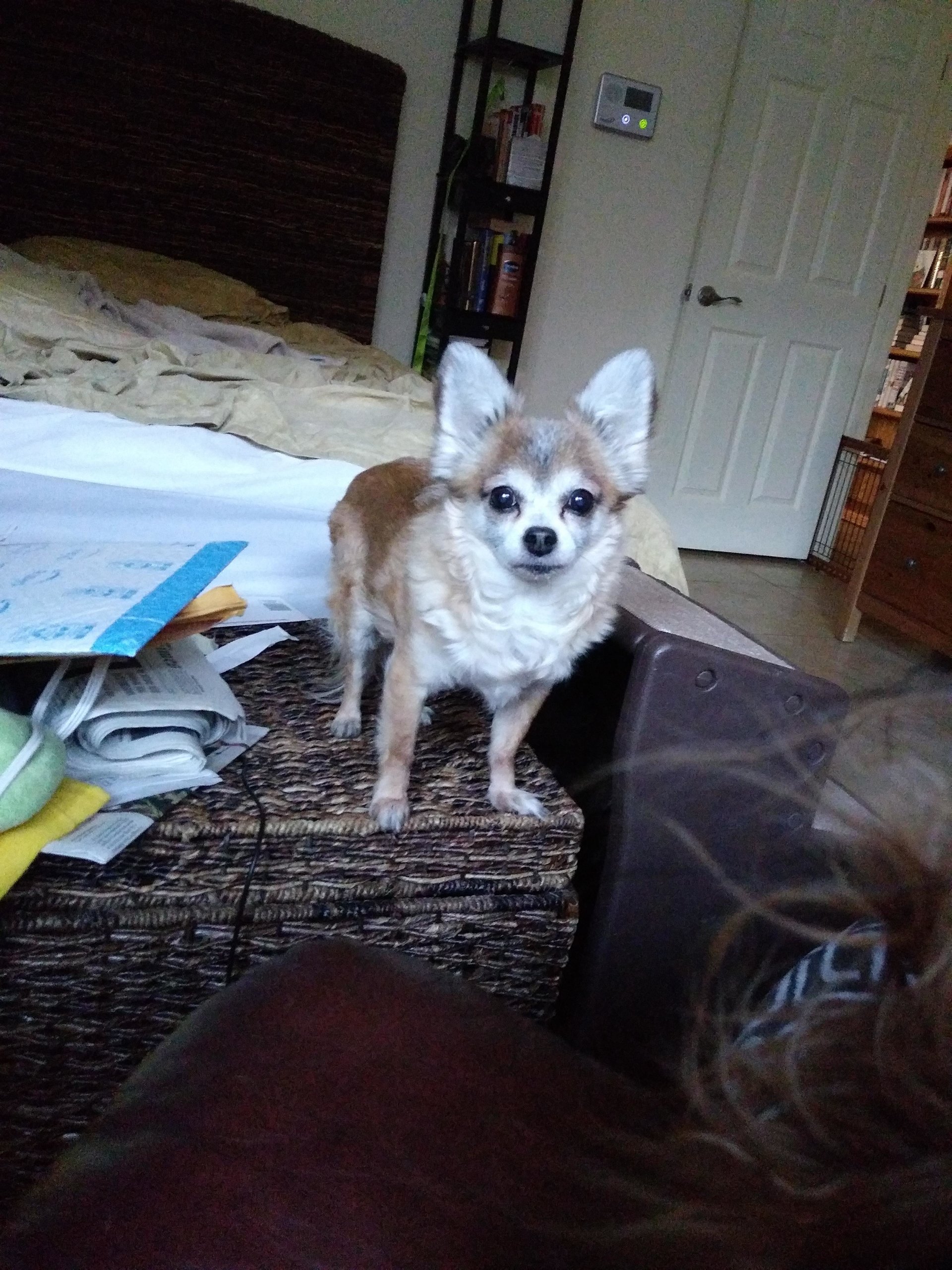 Baby Zach's Online Pet Memorial | Morris Animal Foundation