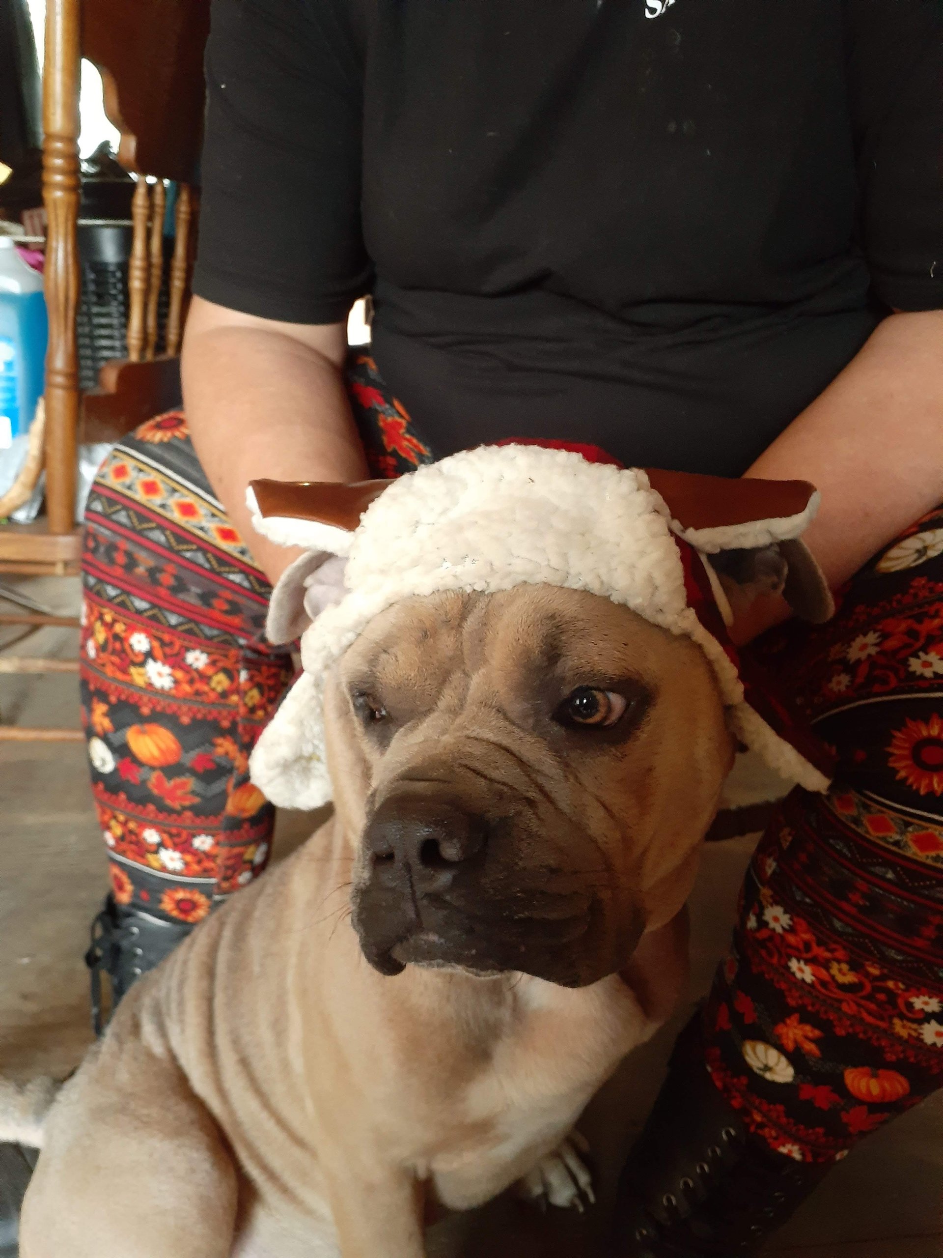 Dover Miles's Online Pet Memorial | Morris Animal Foundation