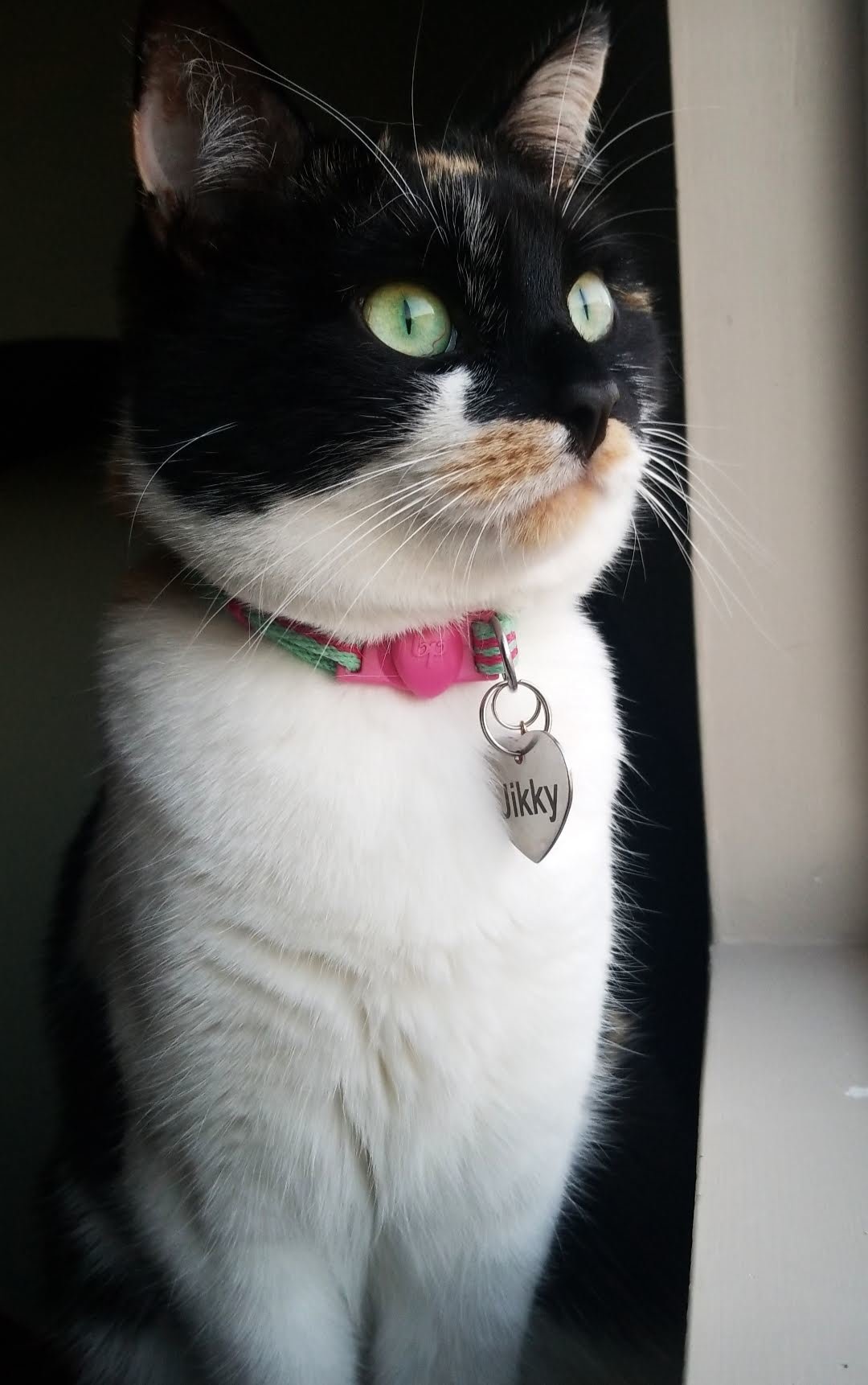 Jikky's Online Pet Memorial | Morris Animal Foundation