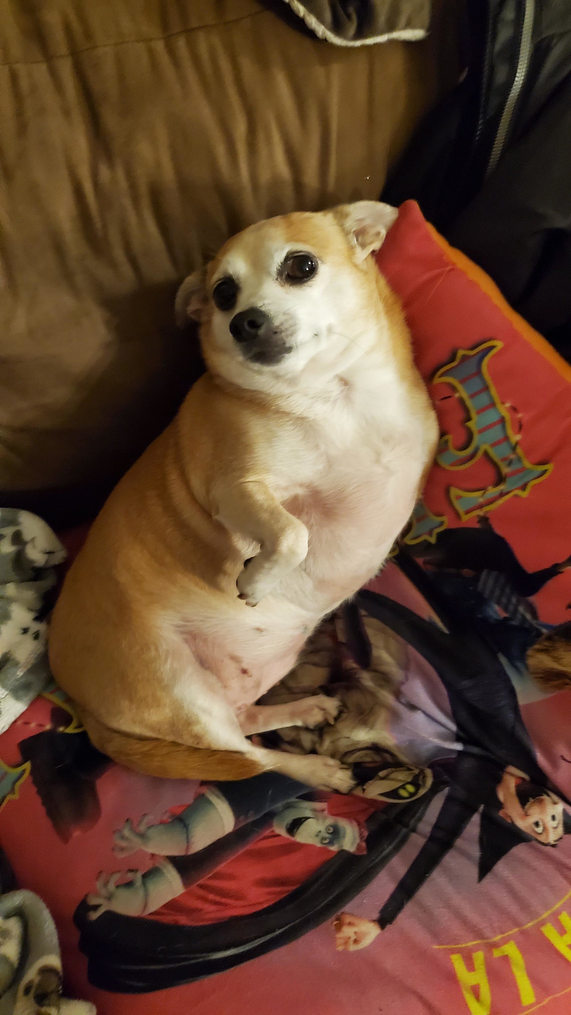 Petra's Online Pet Memorial | Morris Animal Foundation