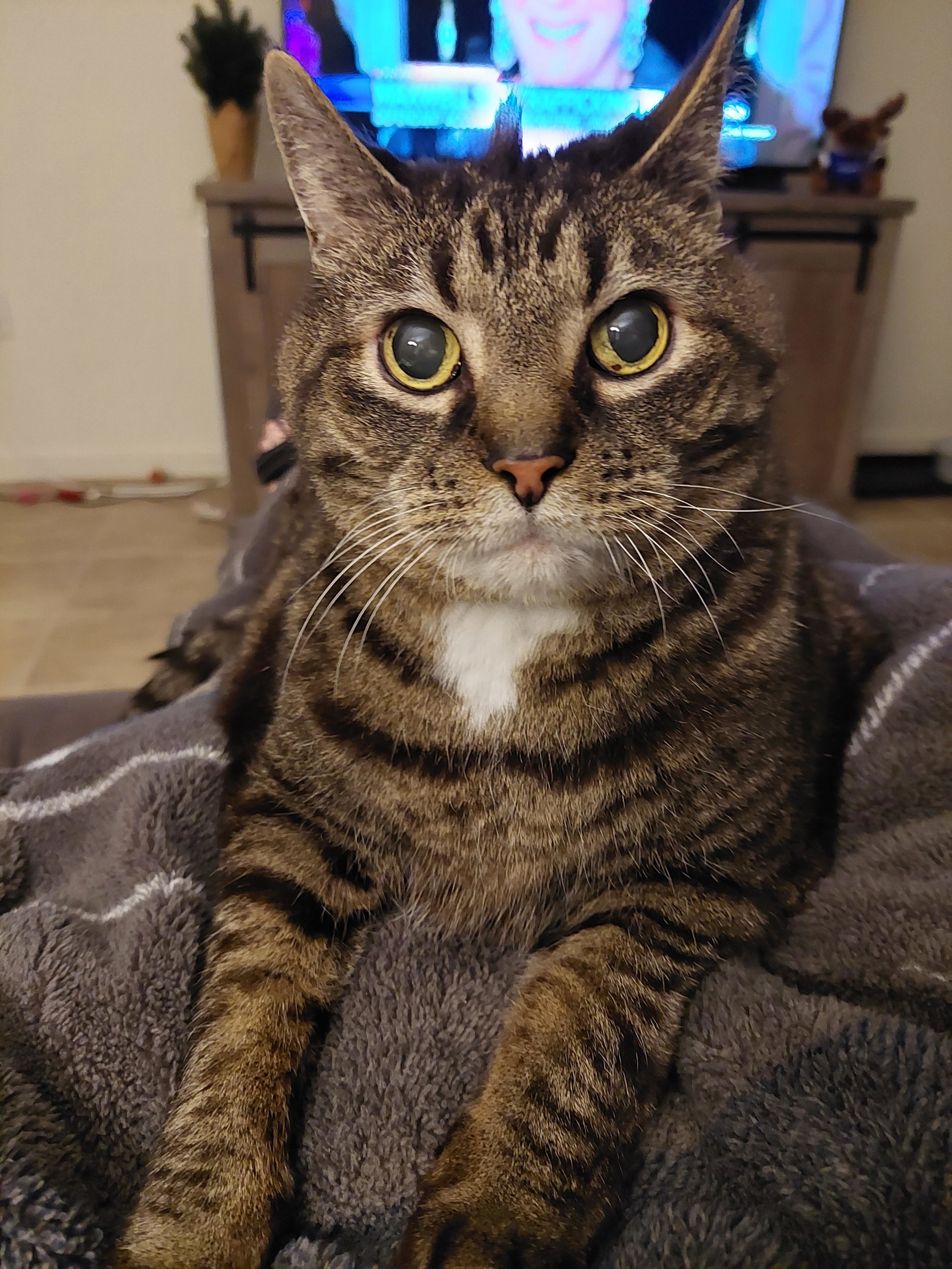 Beau's Online Pet Memorial | Morris Animal Foundation