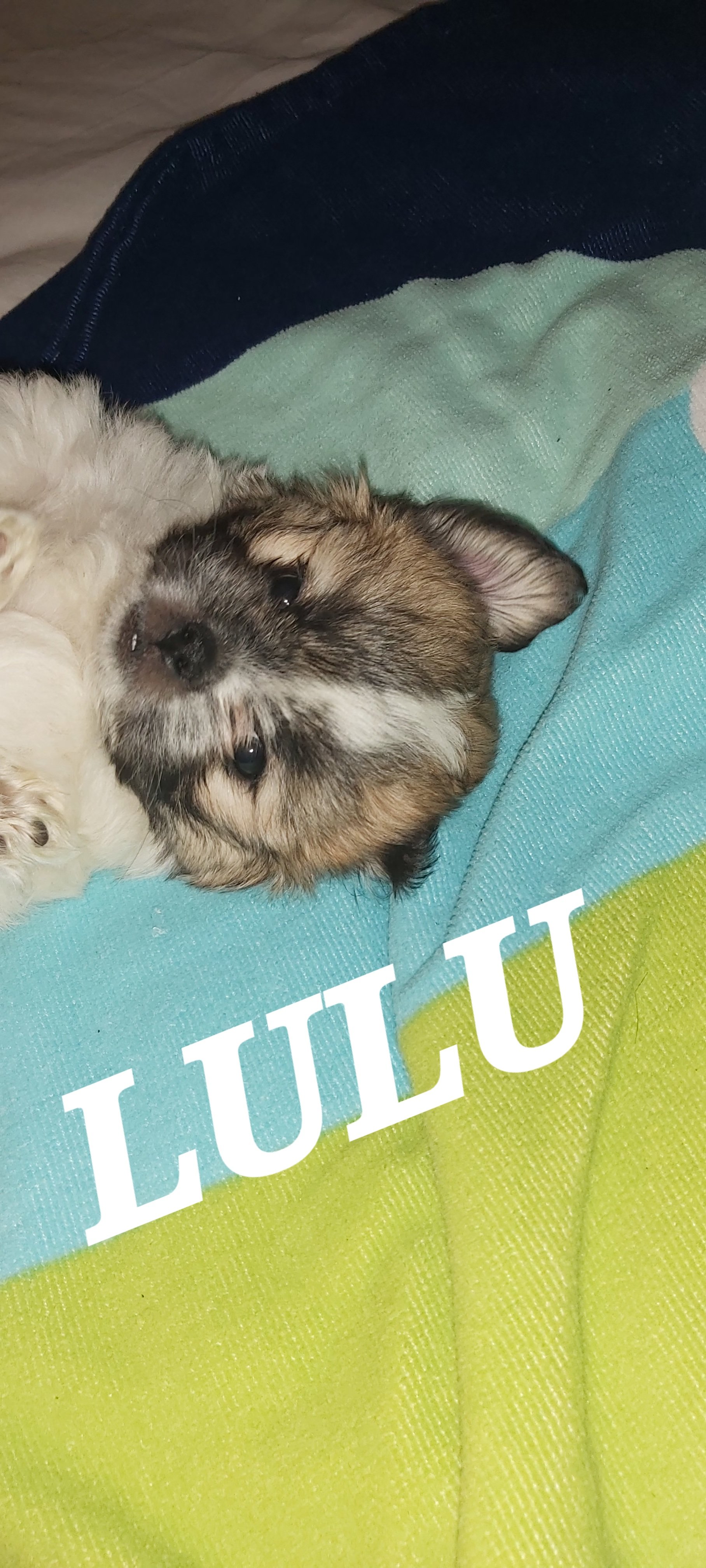 Lulu Bean & Princey Poo's Online Pet Memorial | Morris Animal Foundation