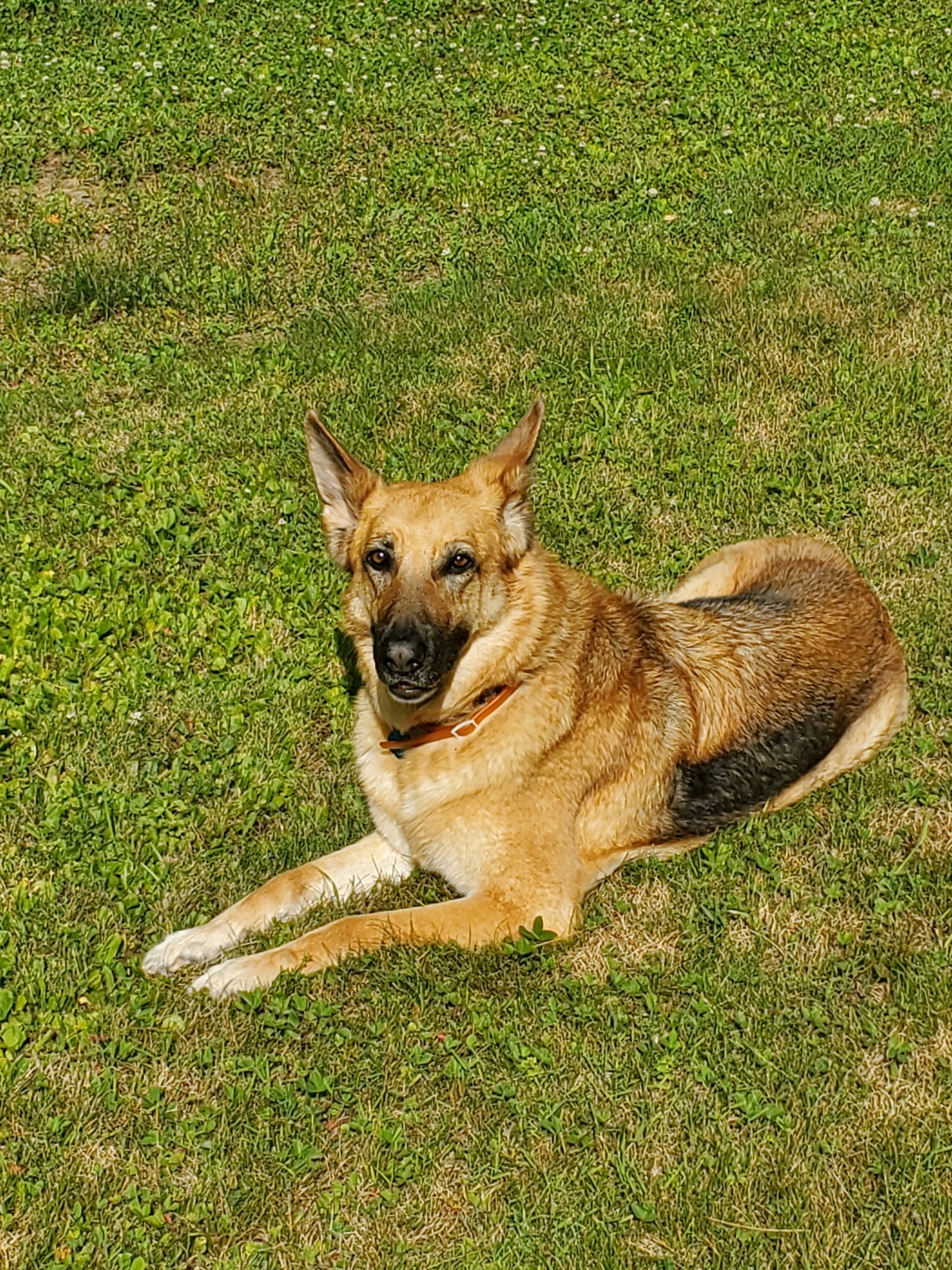 Shera's Online Pet Memorial | Morris Animal Foundation