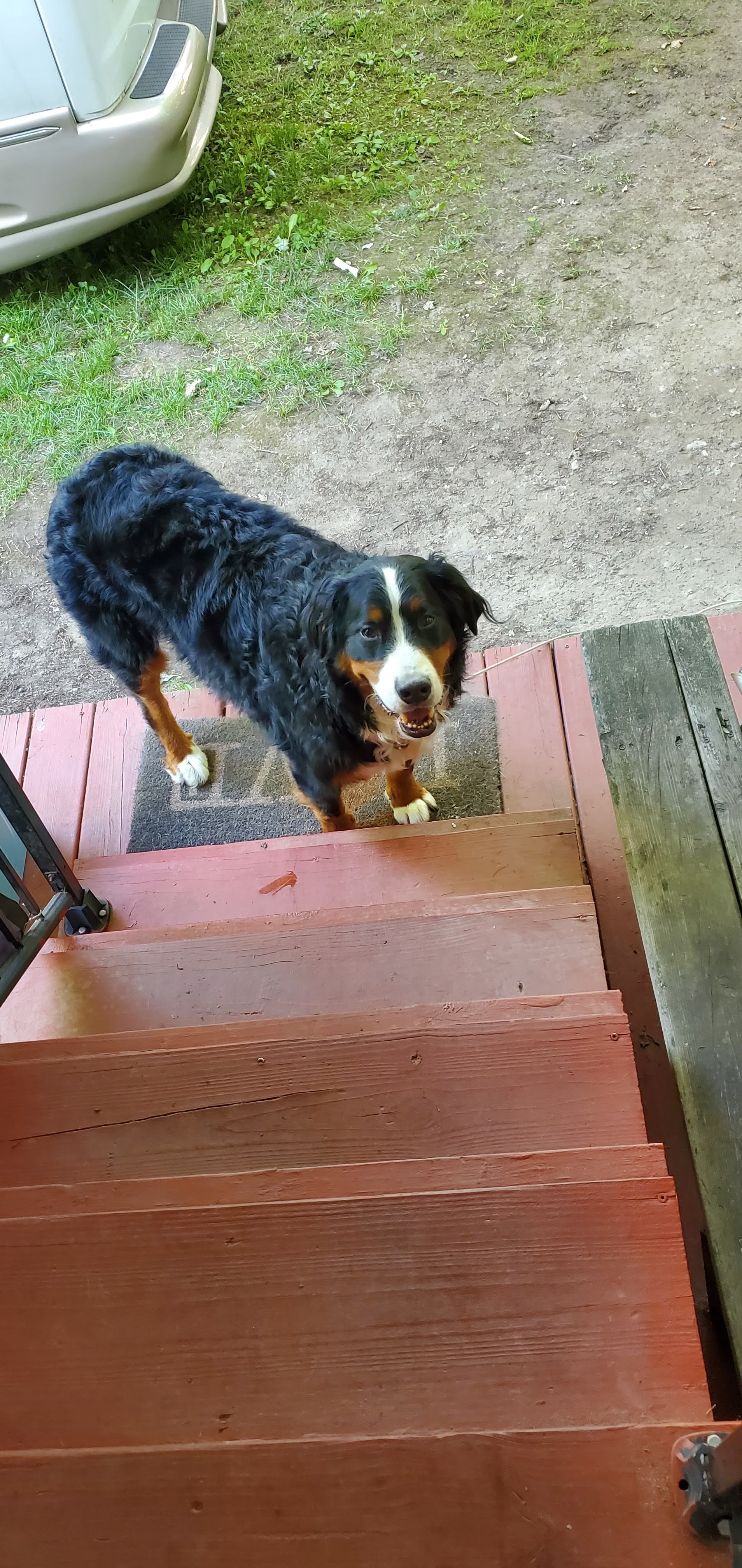 Murray's Online Pet Memorial | Morris Animal Foundation
