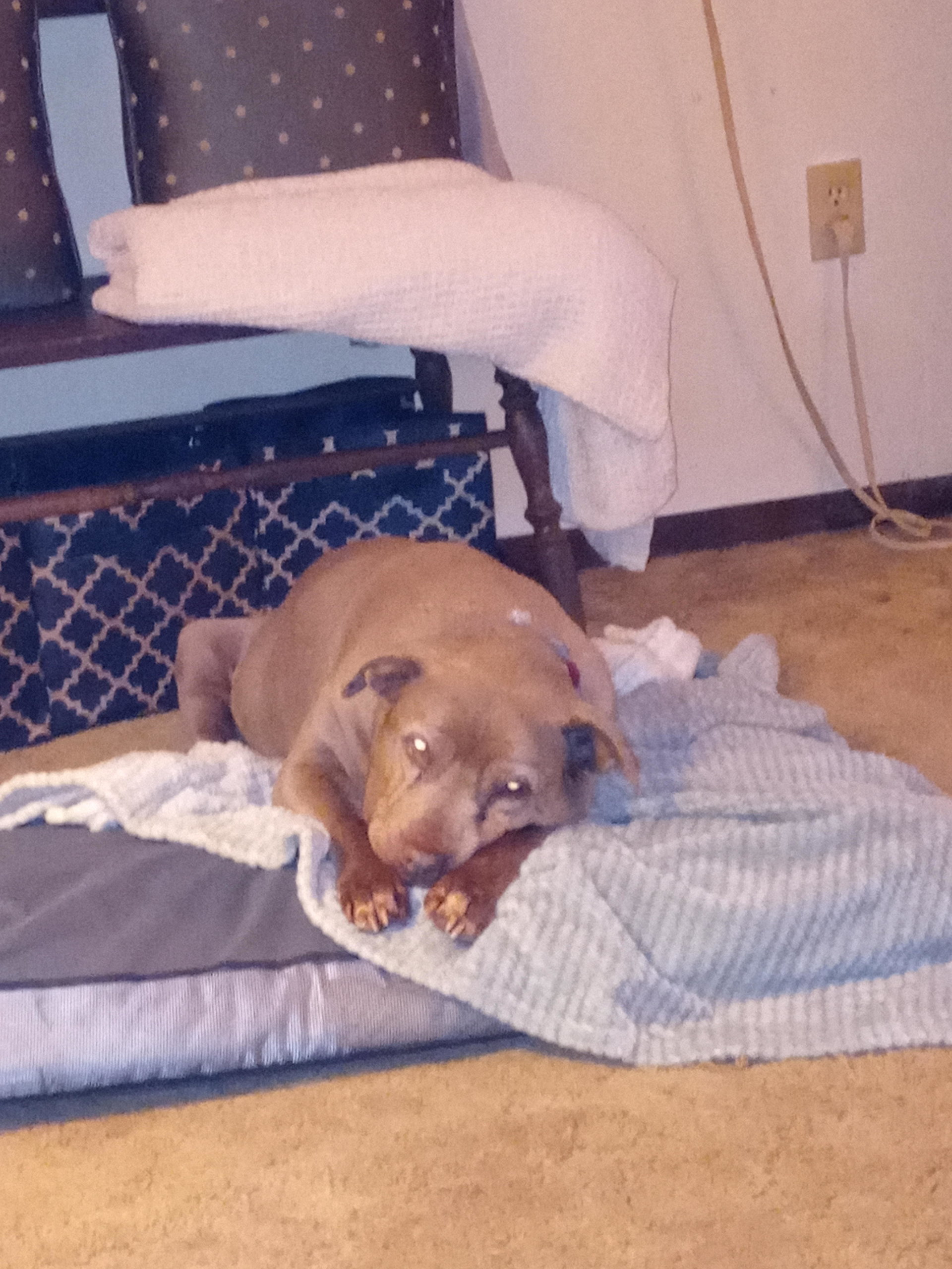 Lucky's Online Pet Memorial | Morris Animal Foundation