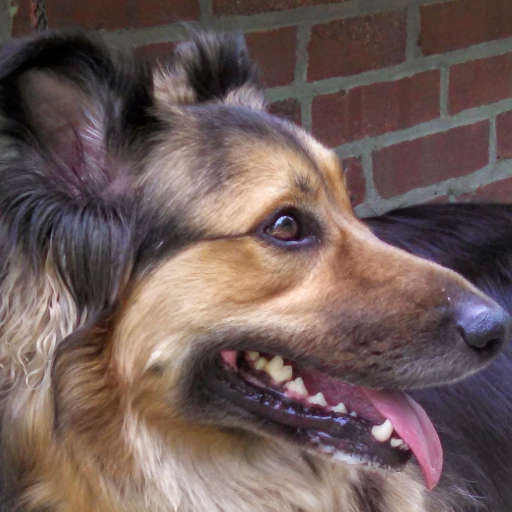 ROCKY's Online Pet Memorial | Morris Animal Foundation