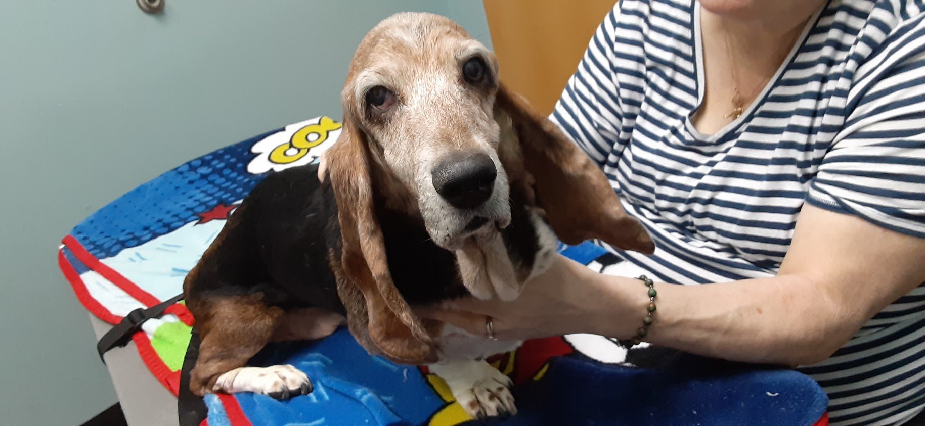 Flossy Bossy's Online Pet Memorial | Morris Animal Foundation