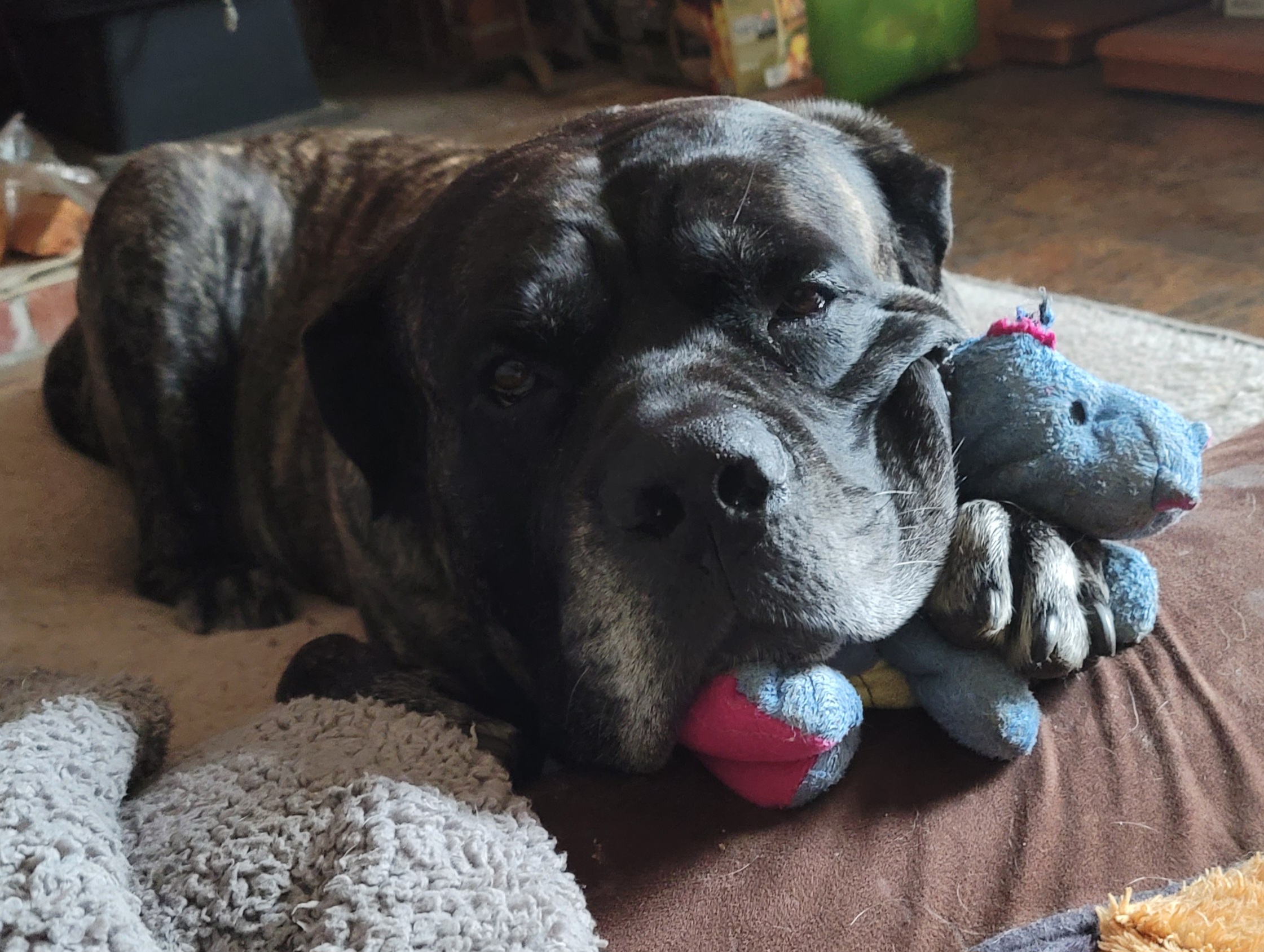 Samson 's Online Pet Memorial | Morris Animal Foundation