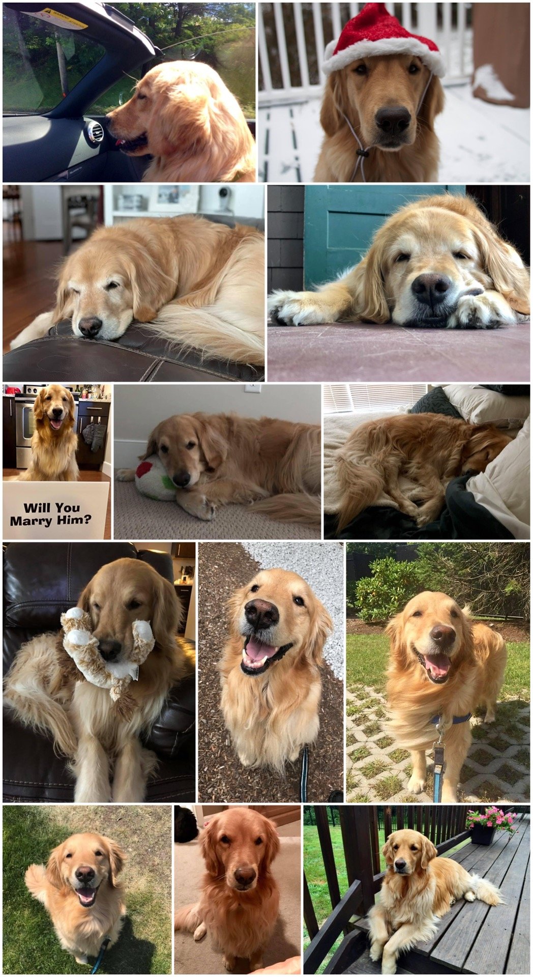 Willow's Online Pet Memorial | Morris Animal Foundation