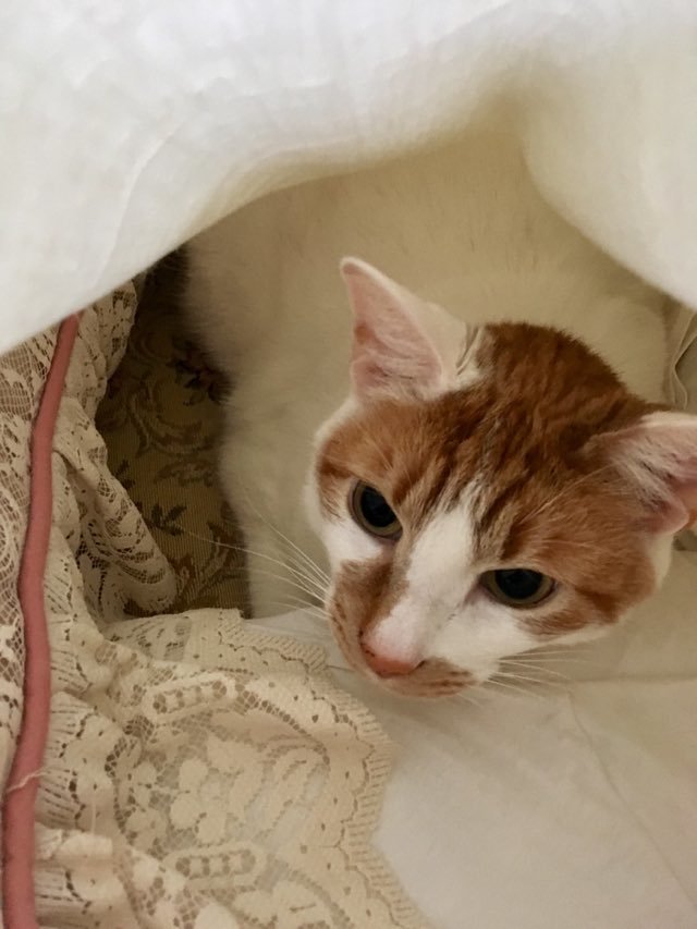 Mr. Buffy's Online Pet Memorial | Morris Animal Foundation