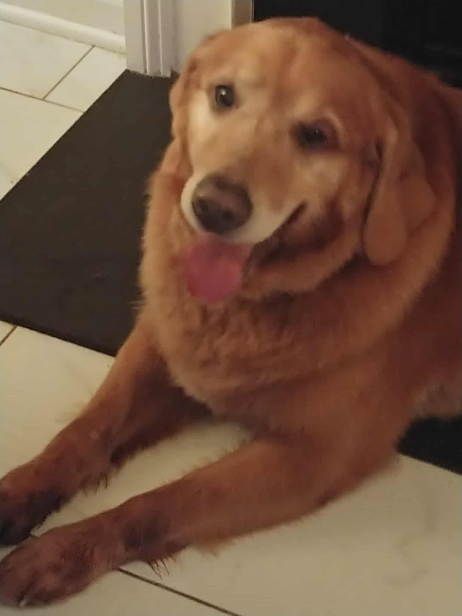 Buddy's Online Pet Memorial | Morris Animal Foundation