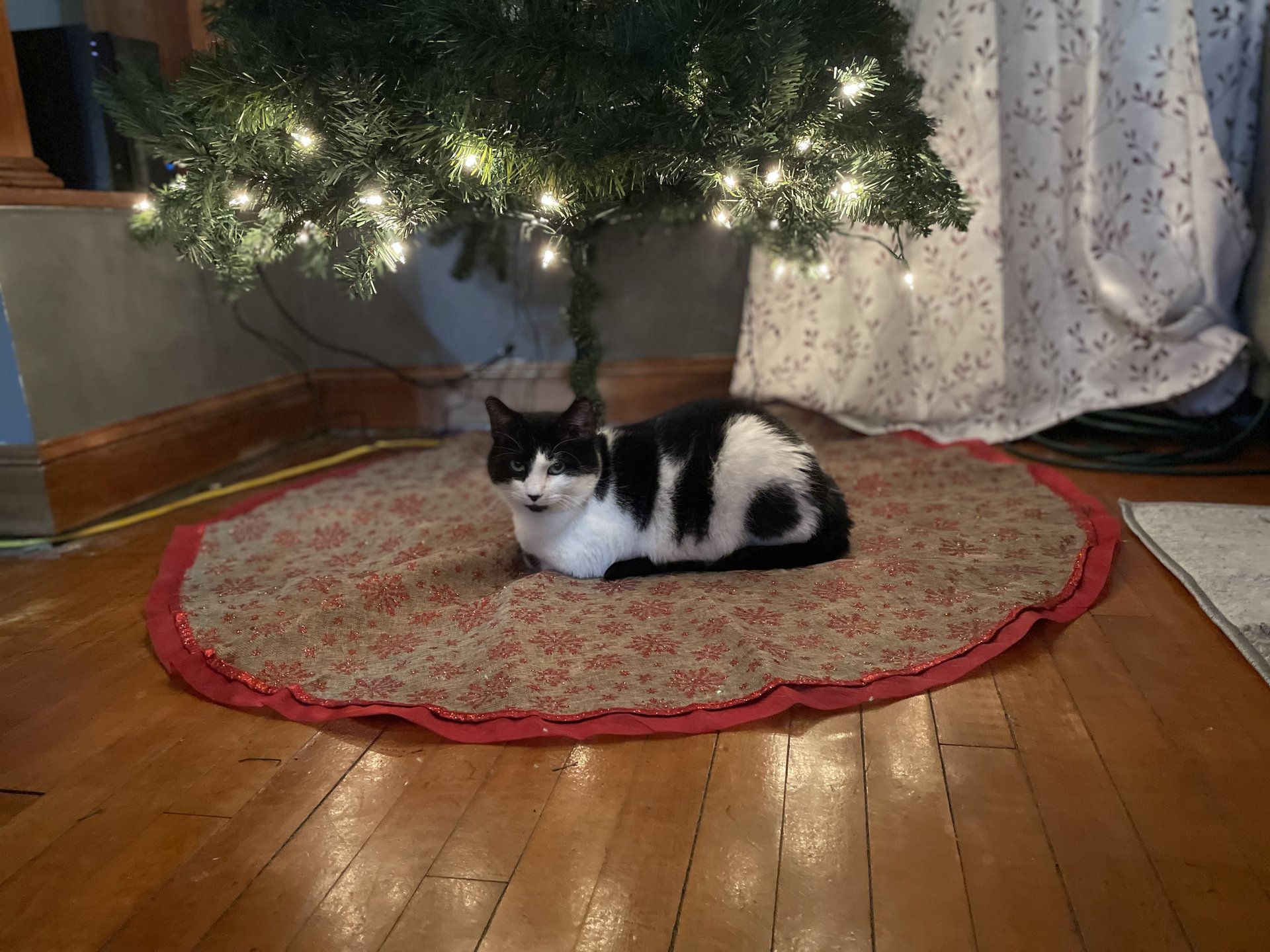 Diddles - The Man, the Myth, the Legend 's Online Pet Memorial | Morris ...