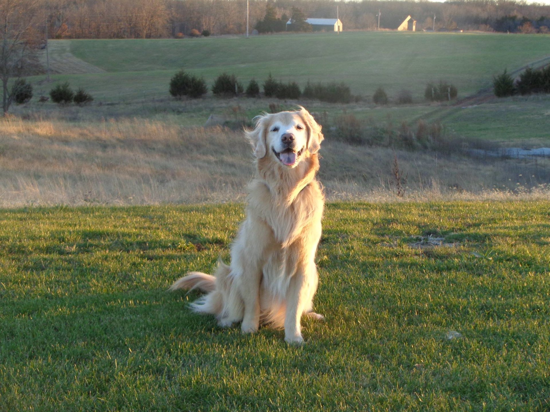 Opal's Online Pet Memorial | Morris Animal Foundation
