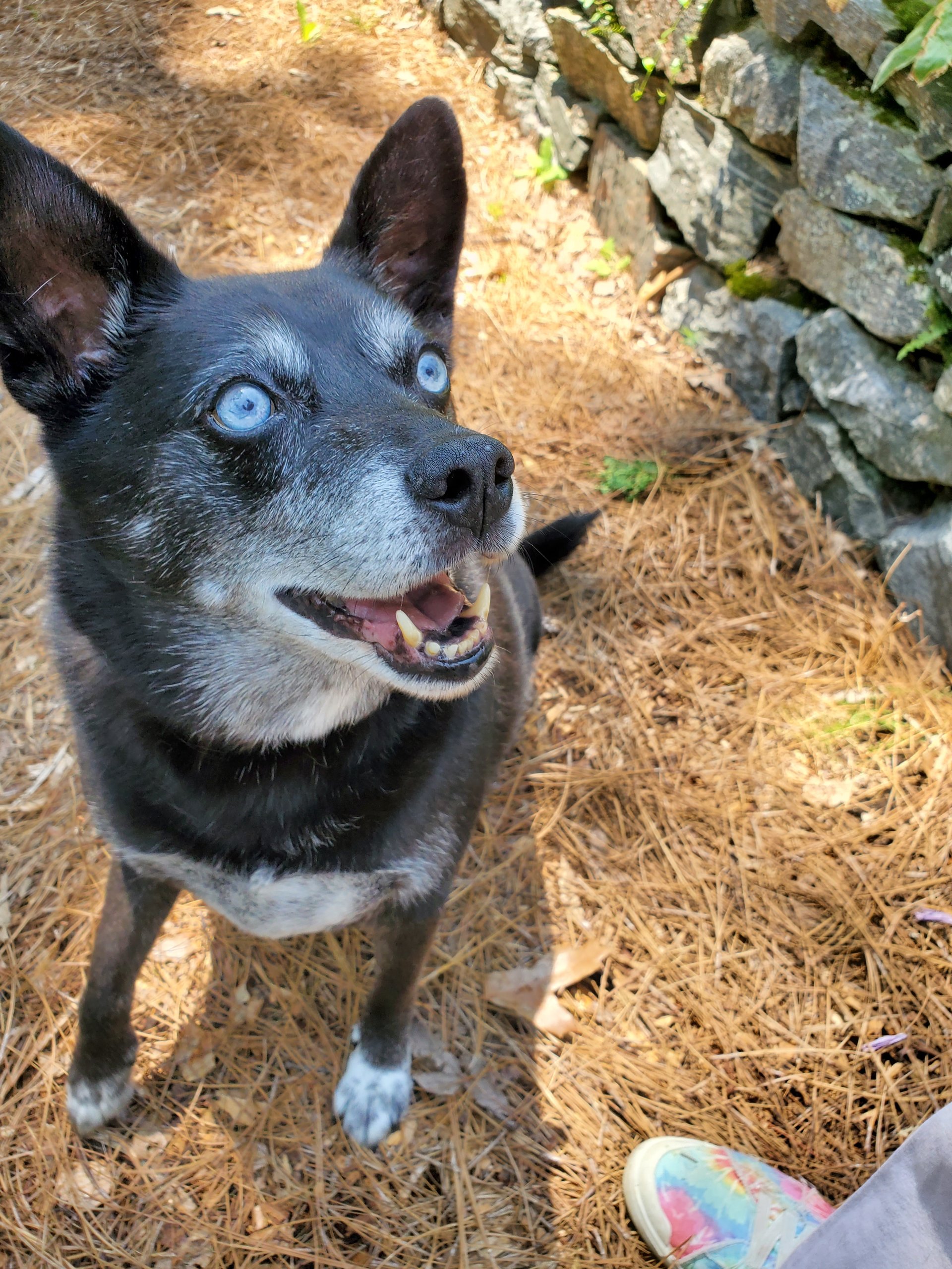 Maggie's Online Pet Memorial | Morris Animal Foundation