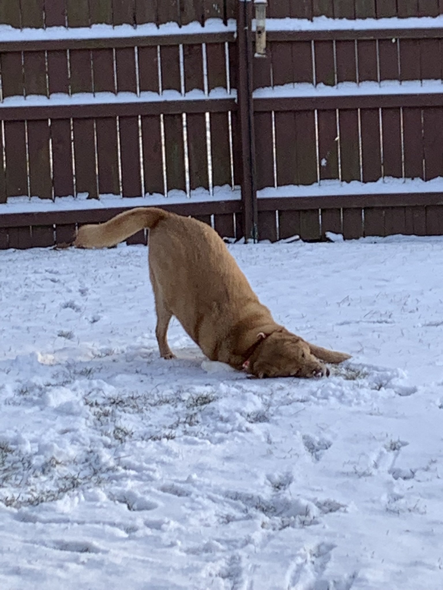 Cooper's Online Pet Memorial | Morris Animal Foundation