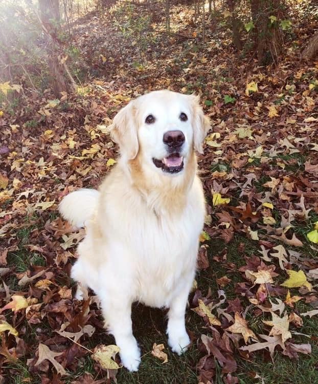 Guinness Ringle's Online Pet Memorial | Morris Animal Foundation