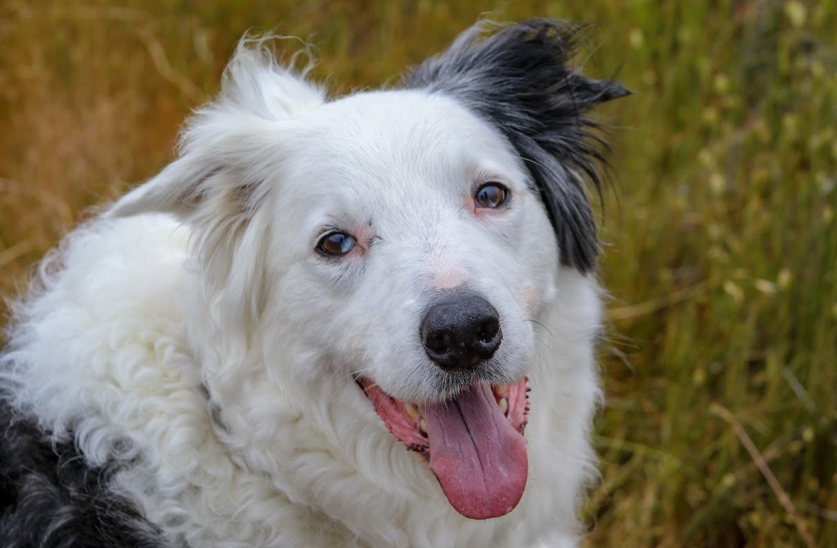 Winston's Online Pet Memorial | Morris Animal Foundation