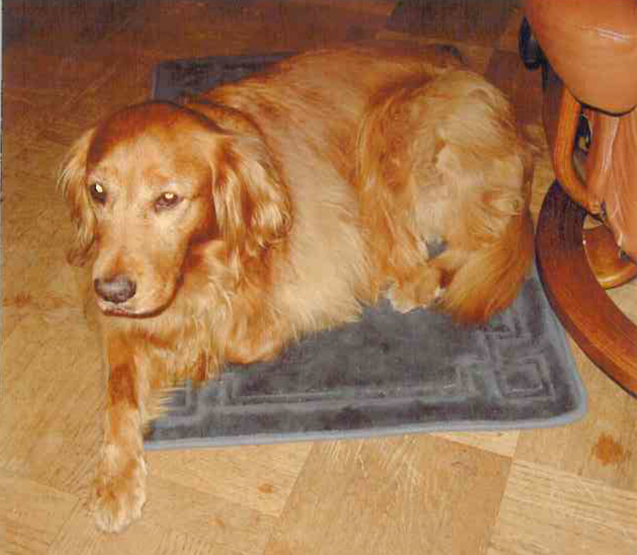 Aja's Online Pet Memorial | Morris Animal Foundation