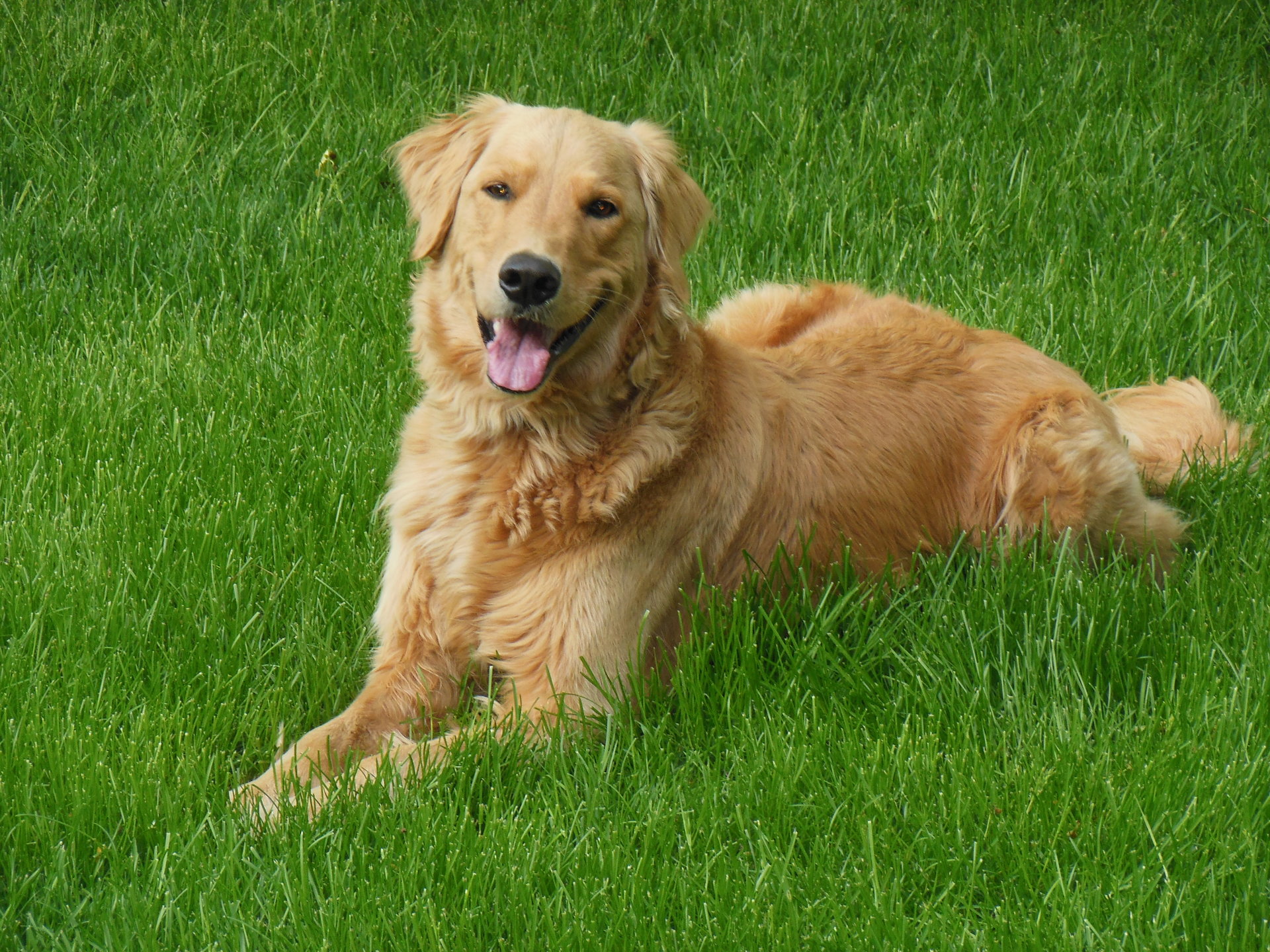 Amos Amadeus of Rex Hill's Online Pet Memorial | Morris Animal Foundation