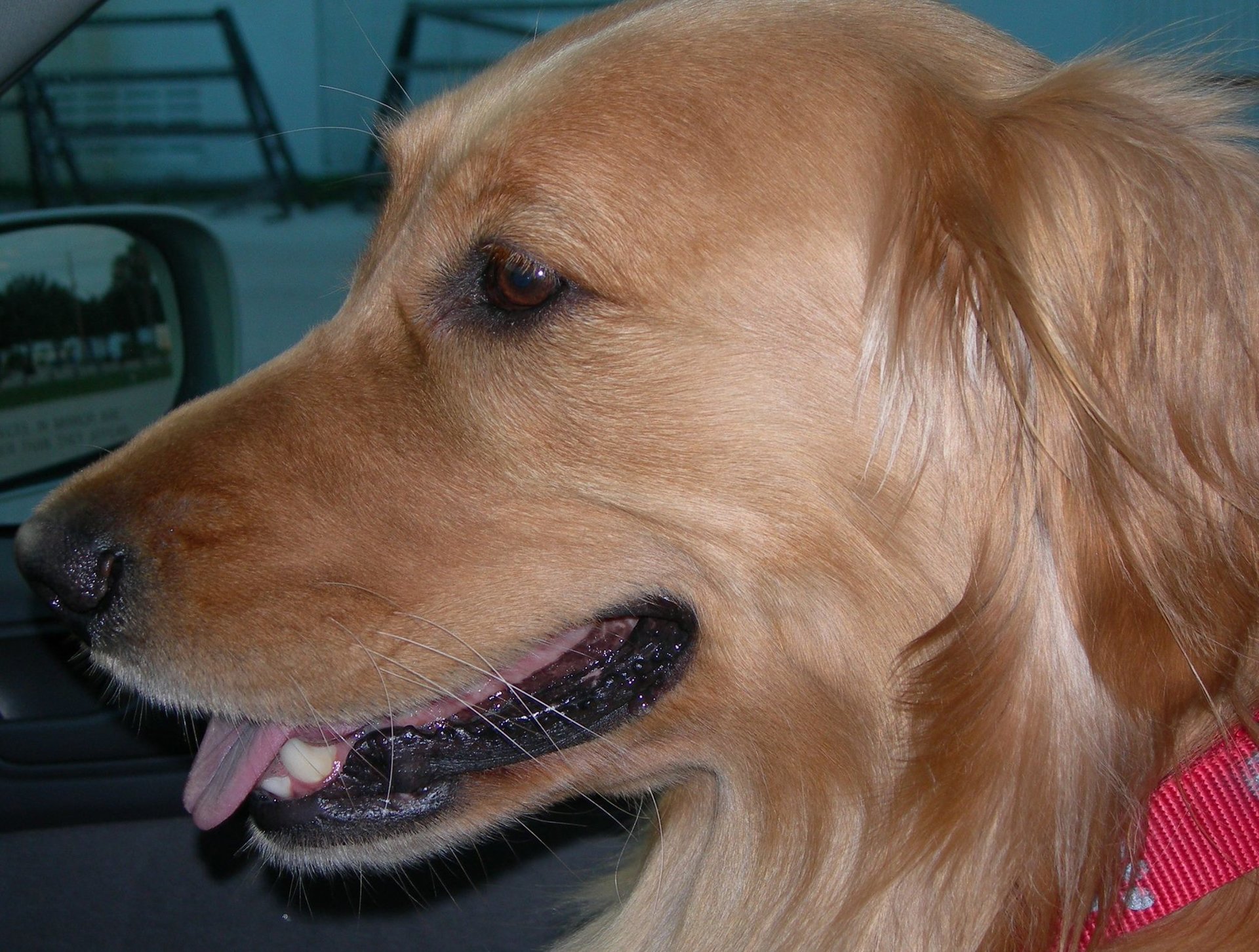 Barbara's Online Pet Memorial | Morris Animal Foundation