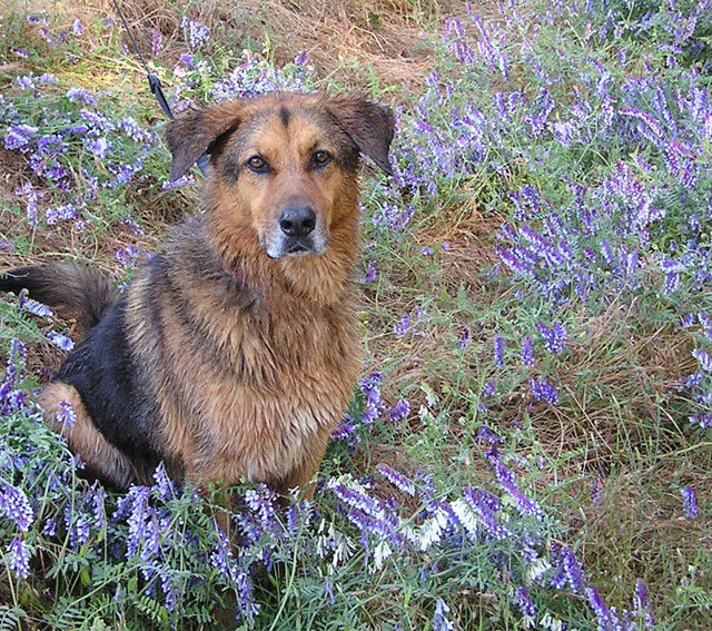 Ben's Online Pet Memorial | Morris Animal Foundation