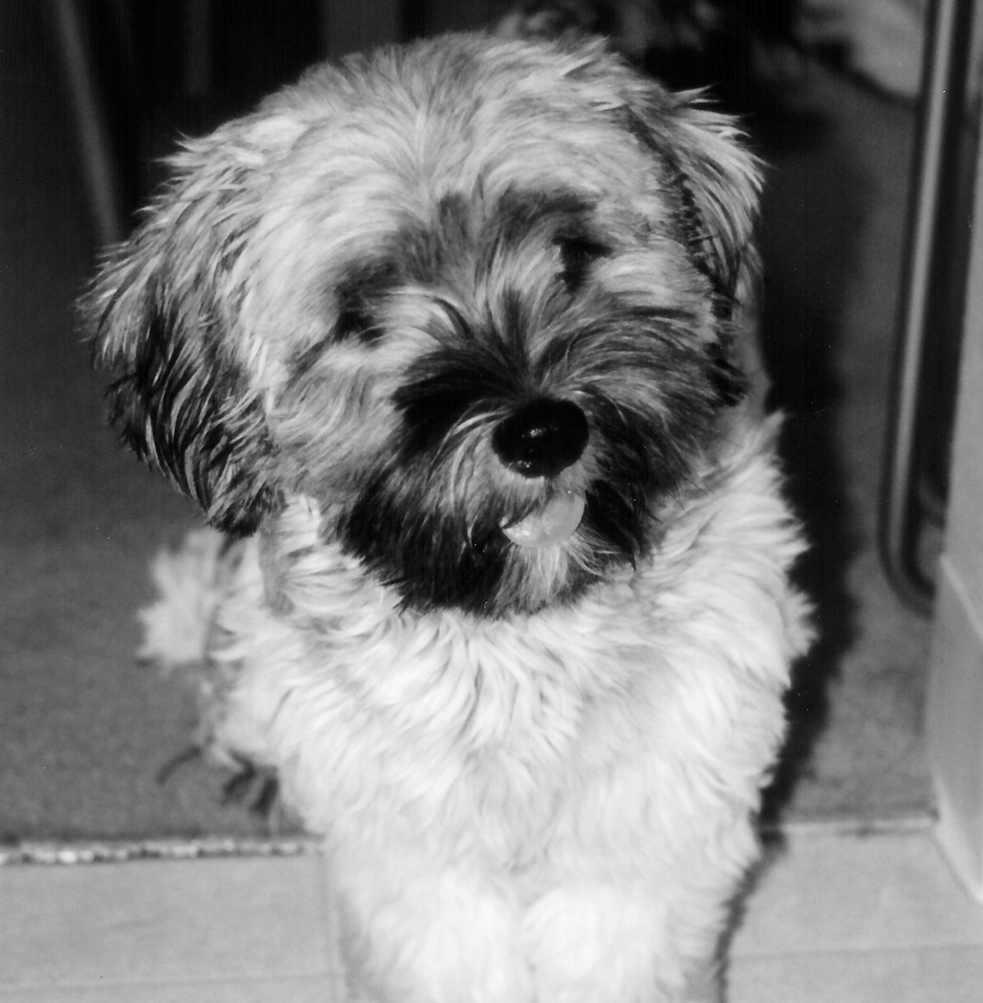 Buffy's Online Pet Memorial | Morris Animal Foundation