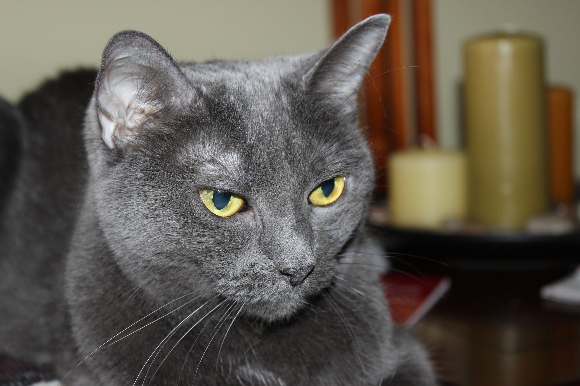 Blue's Online Pet Memorial | Morris Animal Foundation