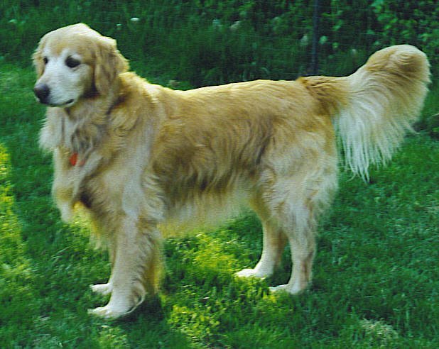 Bronwyn's Online Pet Memorial | Morris Animal Foundation