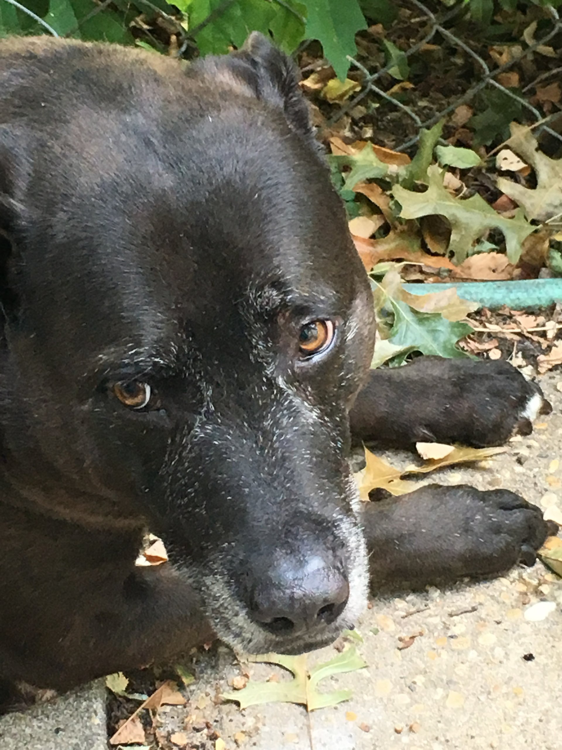 Bubba's Online Pet Memorial | Morris Animal Foundation