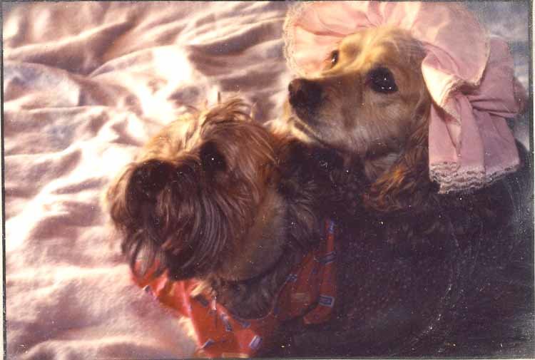 Buffy and Mac's Online Pet Memorial | Morris Animal Foundation