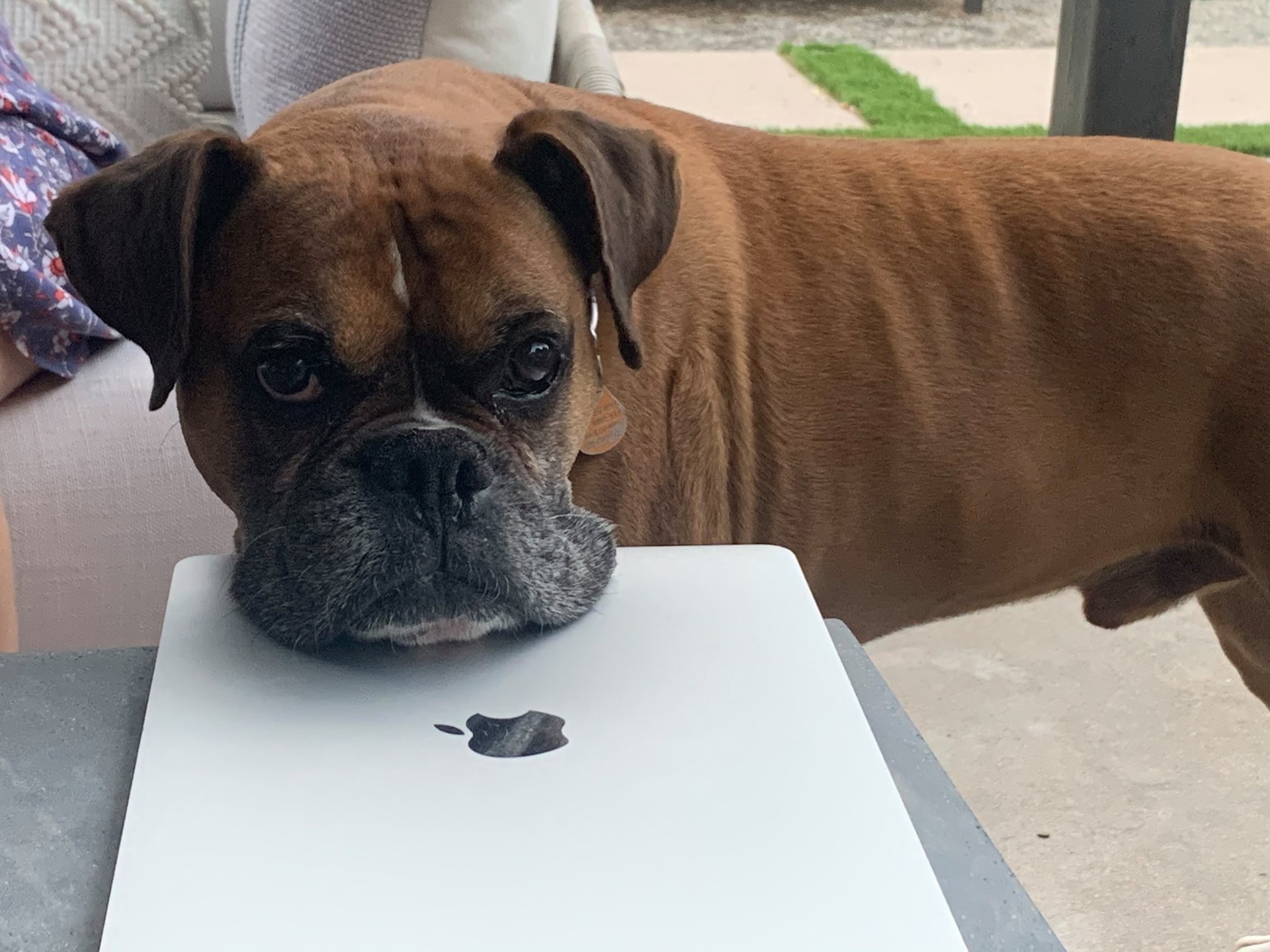 Buster's Online Pet Memorial | Morris Animal Foundation