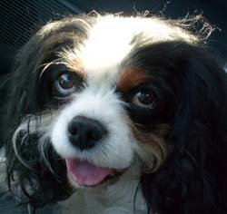 Carma's Online Pet Memorial | Morris Animal Foundation