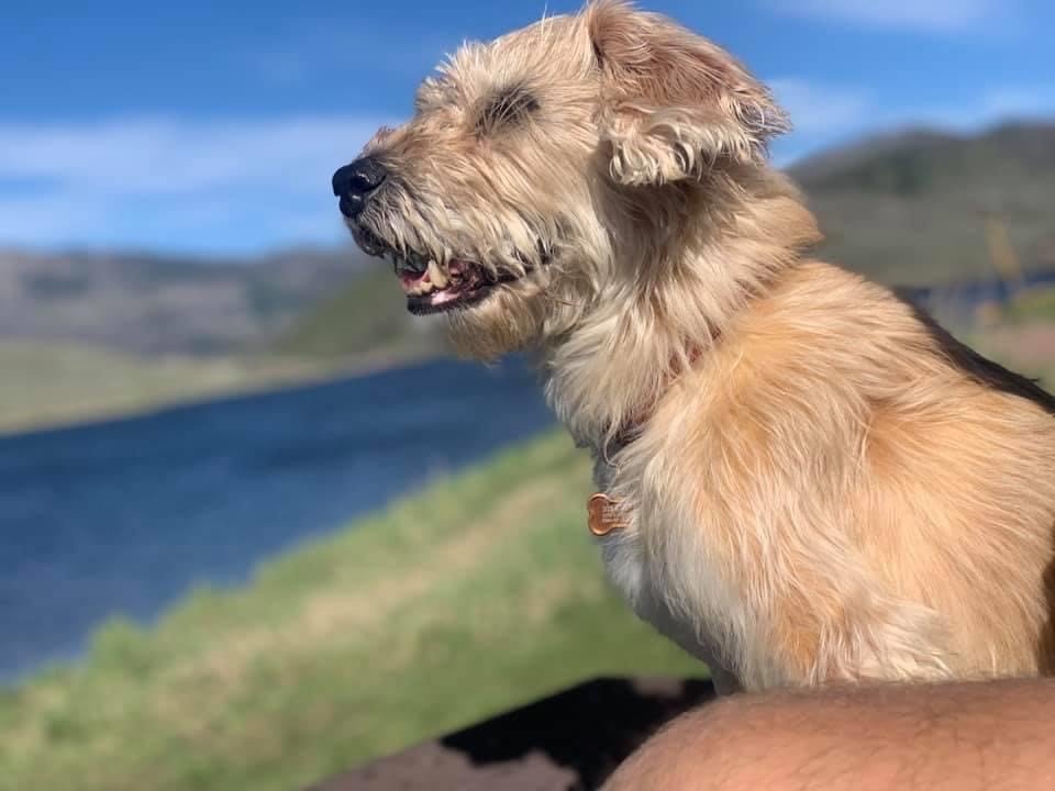 Cleo's Online Pet Memorial | Morris Animal Foundation