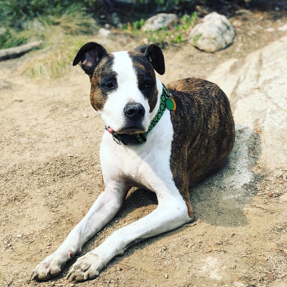 Cody Jones's Online Pet Memorial | Morris Animal Foundation